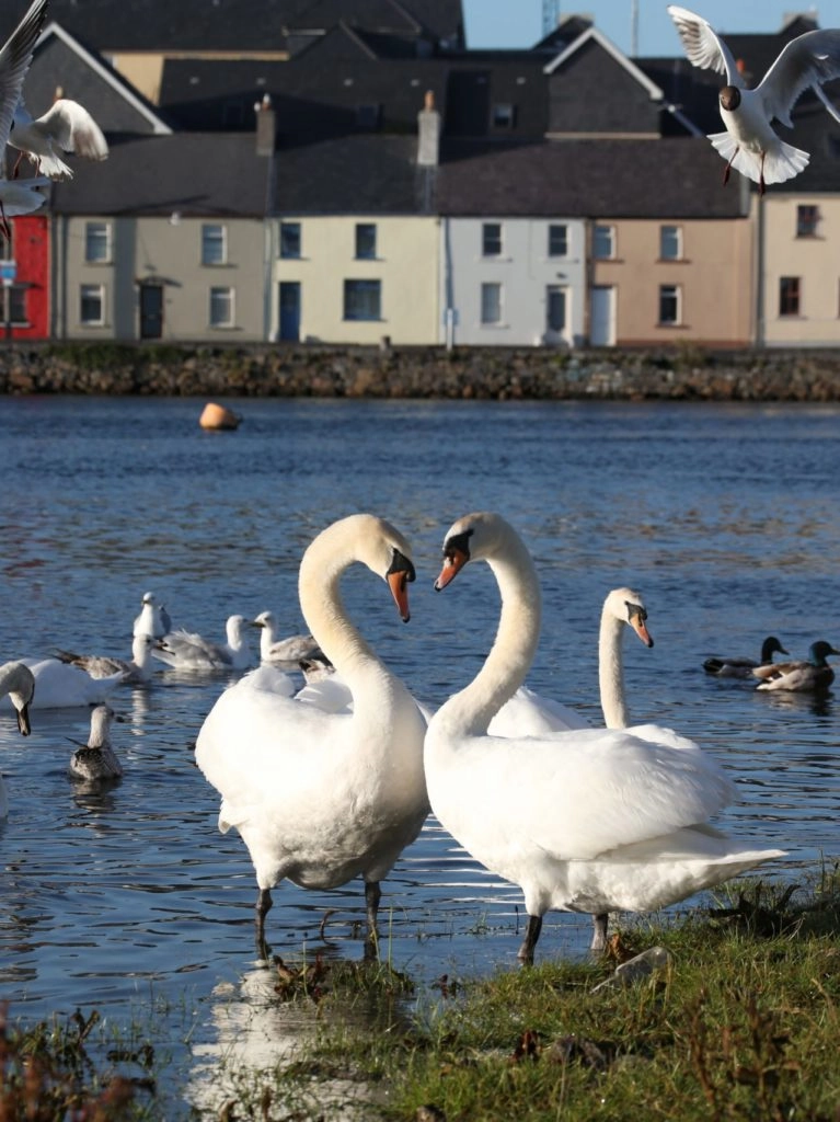 Top 5 Romantic Things To Do in Galway | The House Hotel